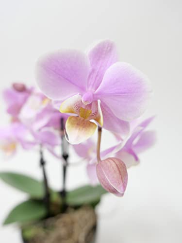 Athena's Garden's 3" Double Spike Phalaenopsis, Pink Blooms and Color-Assorted