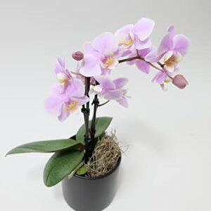 Athena's Garden's 3" Double Spike Phalaenopsis, Pink Blooms and Color-Assorted