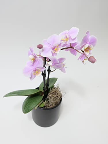 Athena's Garden's 3" Double Spike Phalaenopsis, Pink Blooms and Color-Assorted