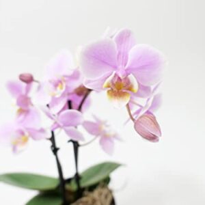 Athena's Garden's 3" Double Spike Phalaenopsis, Pink Blooms and Color-Assorted