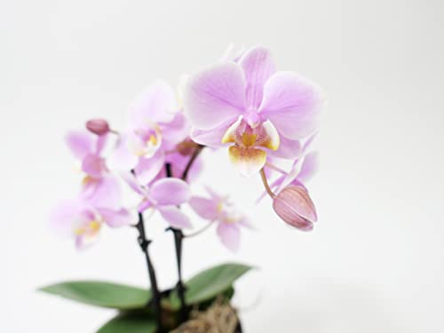 Athena's Garden's 3" Double Spike Phalaenopsis, Pink Blooms and Color-Assorted