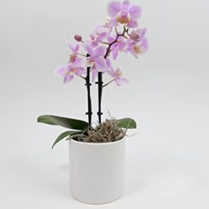 Athena's Garden's 3" Double Spike Phalaenopsis, Pink Blooms and Color-Assorted