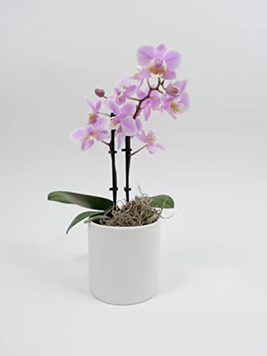 Athena's Garden's 3" Double Spike Phalaenopsis, Pink Blooms and Color-Assorted