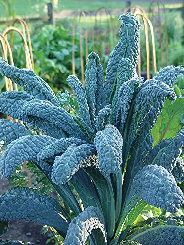 Lacinato Kale Seeds (Brassica oleracea VAR. palmifolia), 1 Gram Seeds for Planting, Non-GMO, Heirloom Gardening & Microgreens - Aka Dinosaur Kale, Lacinato Italian Tuscan Kale Garden.