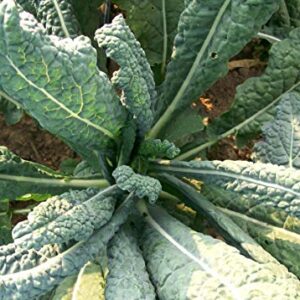 Lacinato Kale Seeds (Brassica oleracea VAR. palmifolia), 1 Gram Seeds for Planting, Non-GMO, Heirloom Gardening & Microgreens - Aka Dinosaur Kale, Lacinato Italian Tuscan Kale Garden.