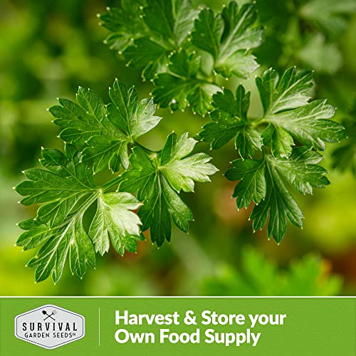 Survival Garden Seeds - Giant of Italy Parsley Seed for Planting - Packet with Instructions to Plant and Grow Italian Flat Leaf Parsley Herbs in Your Home Vegetable Garden - Non-GMO Heirloom Variety