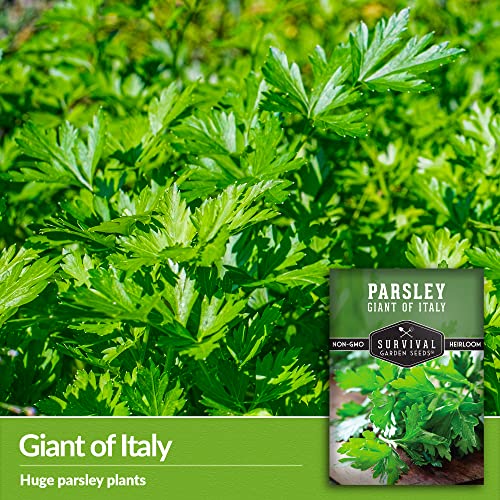 Survival Garden Seeds - Giant of Italy Parsley Seed for Planting - Packet with Instructions to Plant and Grow Italian Flat Leaf Parsley Herbs in Your Home Vegetable Garden - Non-GMO Heirloom Variety