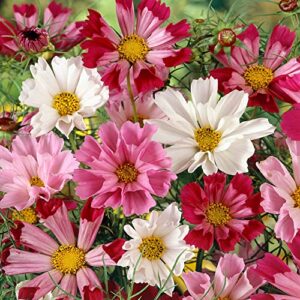 outsidepride cosmos bipannutus sea shells garden & cut flower seed mix – 250 seeds