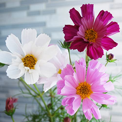 Outsidepride Cosmos Bipannutus Sea Shells Garden & Cut Flower Seed Mix - 250 Seeds