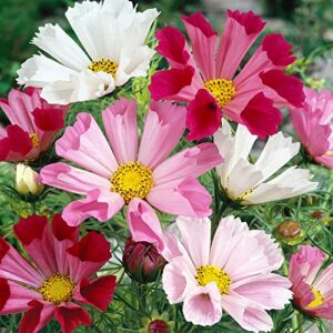 Outsidepride Cosmos Bipannutus Sea Shells Garden & Cut Flower Seed Mix - 250 Seeds