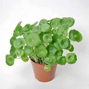 qauzuy garden 200 centella asiatica seeds indian pennywort, gotu kola, kodavan, asiatic pennywort – non-gmo seeds – wonderful herb to plant home garden