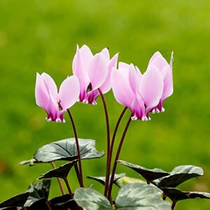 YEGAOL Garden 40Pcs Cyclamen Seeds Cyclamen Persicum Seeds Perennial GMO Free Primulaceae Sweet-Scented Flower Seeds Indoor Potted Plant