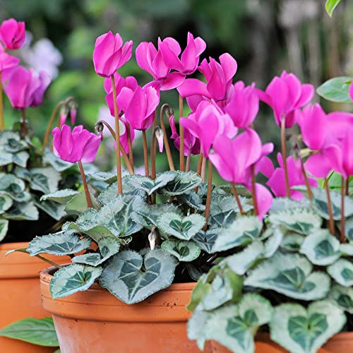 YEGAOL Garden 40Pcs Cyclamen Seeds Cyclamen Persicum Seeds Perennial GMO Free Primulaceae Sweet-Scented Flower Seeds Indoor Potted Plant