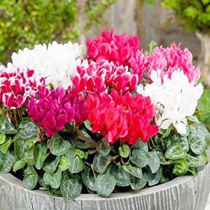 YEGAOL Garden 40Pcs Cyclamen Seeds Cyclamen Persicum Seeds Perennial GMO Free Primulaceae Sweet-Scented Flower Seeds Indoor Potted Plant