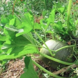 Tatume Squash Seeds for Planting, 30+ Heirloom Seeds Per Packet, (Isla's Garden Seeds), Non GMO Seeds, Botanical Name: Cucurbita Pepo