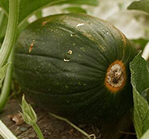 Tatume Squash Seeds for Planting, 30+ Heirloom Seeds Per Packet, (Isla's Garden Seeds), Non GMO Seeds, Botanical Name: Cucurbita Pepo