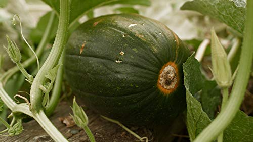 Tatume Squash Seeds for Planting, 30+ Heirloom Seeds Per Packet, (Isla's Garden Seeds), Non GMO Seeds, Botanical Name: Cucurbita Pepo