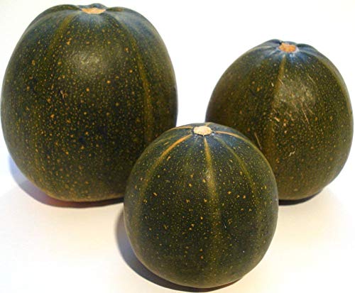 Tatume Squash Seeds for Planting, 30+ Heirloom Seeds Per Packet, (Isla's Garden Seeds), Non GMO Seeds, Botanical Name: Cucurbita Pepo