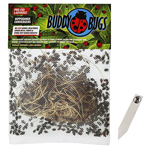 1500 Pre-Fed Live Ladybugs | BuddyBugs | Hippodamia Convergens | Guaranteed Live Delivery | for Aphid Control and Other Insects + THCity Stake