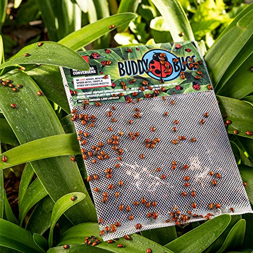 1500 Pre-Fed Live Ladybugs | BuddyBugs | Hippodamia Convergens | Guaranteed Live Delivery | for Aphid Control and Other Insects + THCity Stake