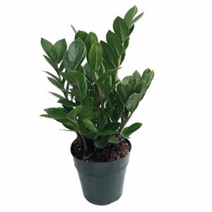 hirt’s gardens zamioculcas zamiifolia hardy house plant – 6″ pot