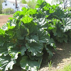 Rhubarb Root Easy to Plant, Large Rhubarb Crown Freshly dug Planting Ornaments Garden Perennials Simple to Grow Pots Gift