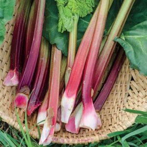 Rhubarb Root Easy to Plant, Large Rhubarb Crown Freshly dug Planting Ornaments Garden Perennials Simple to Grow Pots Gift