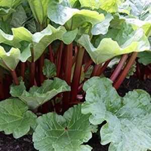 Rhubarb Root Easy to Plant, Large Rhubarb Crown Freshly dug Planting Ornaments Garden Perennials Simple to Grow Pots Gift