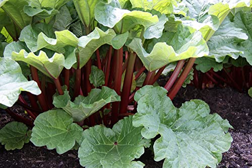 Rhubarb Root Easy to Plant, Large Rhubarb Crown Freshly dug Planting Ornaments Garden Perennials Simple to Grow Pots Gift