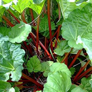 Rhubarb Root Easy to Plant, Large Rhubarb Crown Freshly dug Planting Ornaments Garden Perennials Simple to Grow Pots Gift