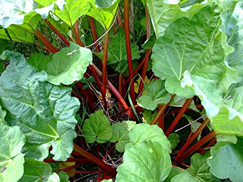 Rhubarb Root Easy to Plant, Large Rhubarb Crown Freshly dug Planting Ornaments Garden Perennials Simple to Grow Pots Gift