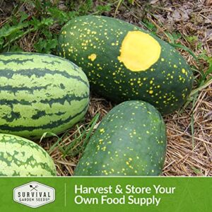 Survival Garden Seeds - Moon & Stars Watermelon Seed for Planting - Packet with Instructions to Plant and Grow Melons in Your Home Vegetable Garden - Rare Super Sweet Non-GMO Heirloom Variety