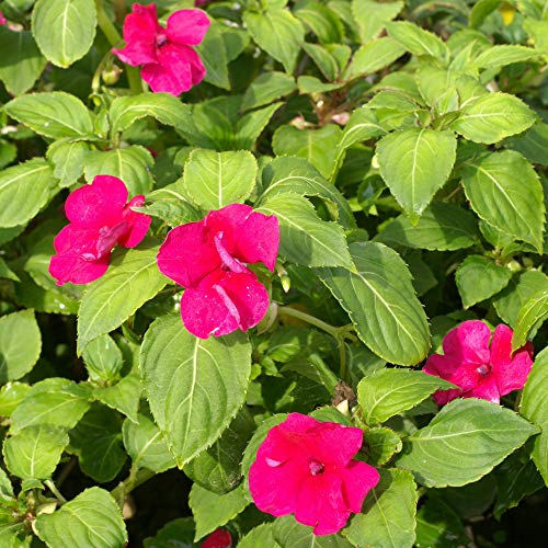 Outsidepride Impatiens Baby Carmine Garden Flower Plants for Pots, Hanging Baskets, Containers, Window Boxes - 2000 Seeds