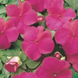 Outsidepride Impatiens Baby Carmine Garden Flower Plants for Pots, Hanging Baskets, Containers, Window Boxes - 2000 Seeds