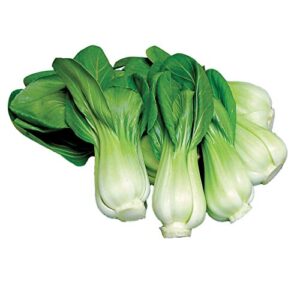 Burpee Toy Choi Cabbage Seeds 200 seeds