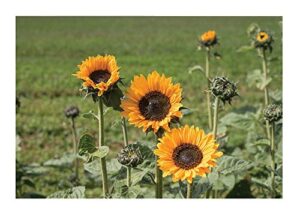 david’s garden seeds sunflower tall branching stem soraya (yellow) 25 non-gmo, open pollinated seeds