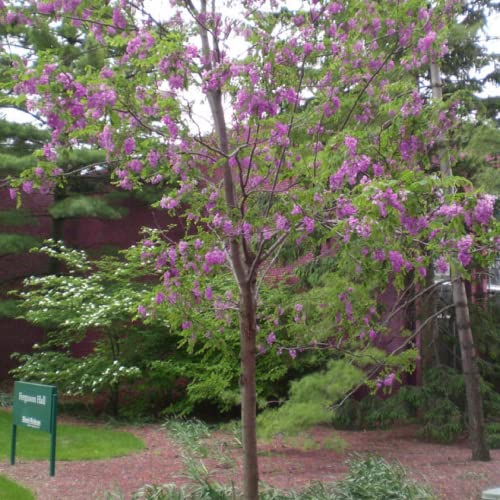 CHUXAY GARDEN 110 Seeds Pink Robinia Pseudoacacia,Black Locust Tree,False Acacia Lovely Pink Flowers Fragrant Deciduous Tree Privacy Screen Striking Landscaping Plant