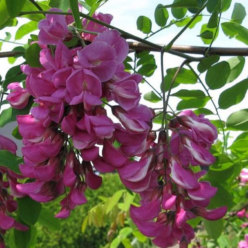 CHUXAY GARDEN 110 Seeds Pink Robinia Pseudoacacia,Black Locust Tree,False Acacia Lovely Pink Flowers Fragrant Deciduous Tree Privacy Screen Striking Landscaping Plant