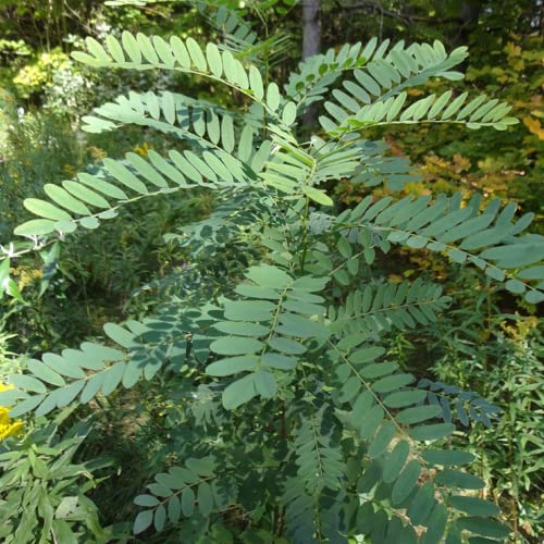 CHUXAY GARDEN 110 Seeds Pink Robinia Pseudoacacia,Black Locust Tree,False Acacia Lovely Pink Flowers Fragrant Deciduous Tree Privacy Screen Striking Landscaping Plant