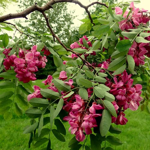 CHUXAY GARDEN 110 Seeds Pink Robinia Pseudoacacia,Black Locust Tree,False Acacia Lovely Pink Flowers Fragrant Deciduous Tree Privacy Screen Striking Landscaping Plant