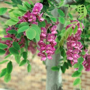 CHUXAY GARDEN 110 Seeds Pink Robinia Pseudoacacia,Black Locust Tree,False Acacia Lovely Pink Flowers Fragrant Deciduous Tree Privacy Screen Striking Landscaping Plant