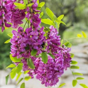 CHUXAY GARDEN 110 Seeds Pink Robinia Pseudoacacia,Black Locust Tree,False Acacia Lovely Pink Flowers Fragrant Deciduous Tree Privacy Screen Striking Landscaping Plant