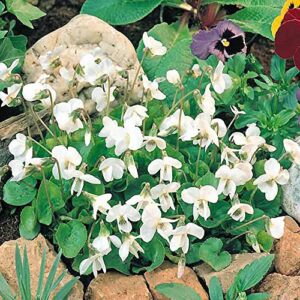 outsidepride perennial sweet violet reine de neiges violoa odorata garden flowers – 100 seeds