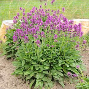 outsidepride perennial lamb’s ear macrantha garden foliage plant seed – 50 seeds