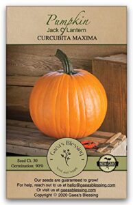 gaea’s blessing seeds – pumpkin seeds (4.0g) jack o lantern non-gmo seeds with easy to follow planting instructions – heirloom 90% germination rate