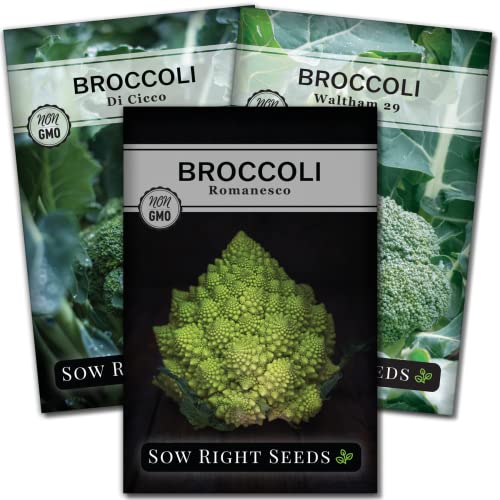 Sow Right Seeds - Broccoli Seed Collection for Planting - Individual Packets Broccoli Di Ciccio, Romanesco, and Waltham 29 Non-GMO Heirloom Seeds to Plant an Outdoor Home Vegetable Garden