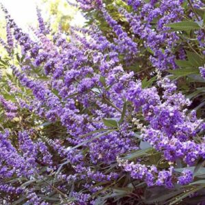 chuxay garden 25 seeds vitex agnus-castus ‘shoal creek’ seeds,chaste tree,monk’s pepper tree,chasteberry hardy deciduous vase-shaped shrub showy accent decorative garden