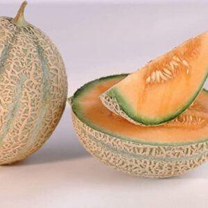 25 cantaloupe seeds for planting planters jumbo heirloom non gmo 0.75+ grams garden vegetable bulk survival hominy