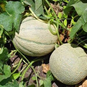 25 Cantaloupe Seeds for Planting Planters Jumbo Heirloom Non GMO 0.75+ Grams Garden Vegetable Bulk Survival Hominy