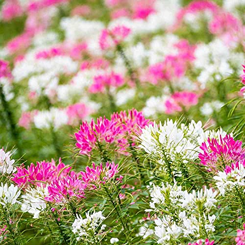 Outsidepride Cleome Garden Cut Flower Seed Mix - 1000 Seeds